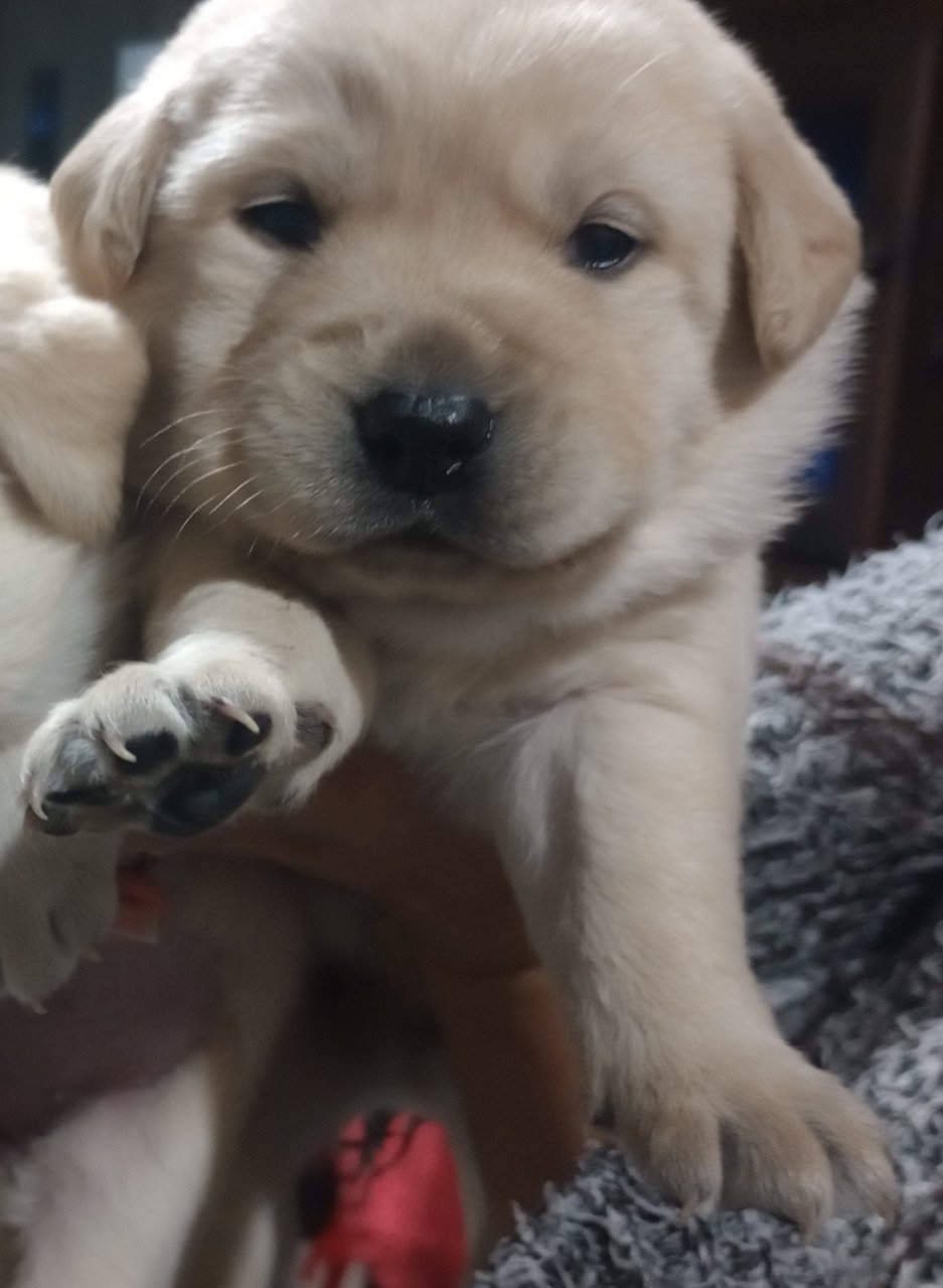 Se venden cachorros de perros Labradores - Tandil - Región 20